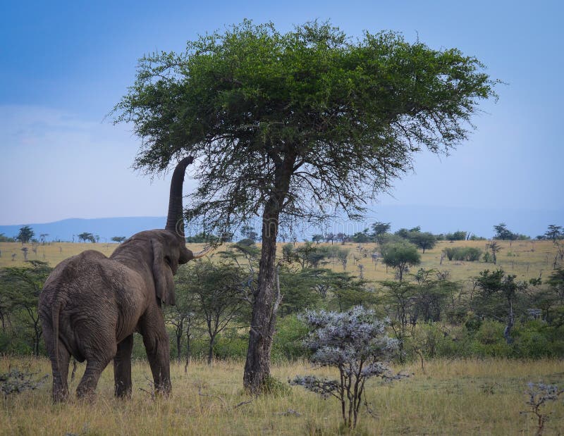 Elephant Reaching Up Towards Tree Stock Image - Image of bull, wild ...