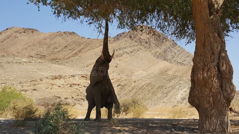 Elephant Reaching for Leafs on a Tree Stock Photo - Image of elephant ...