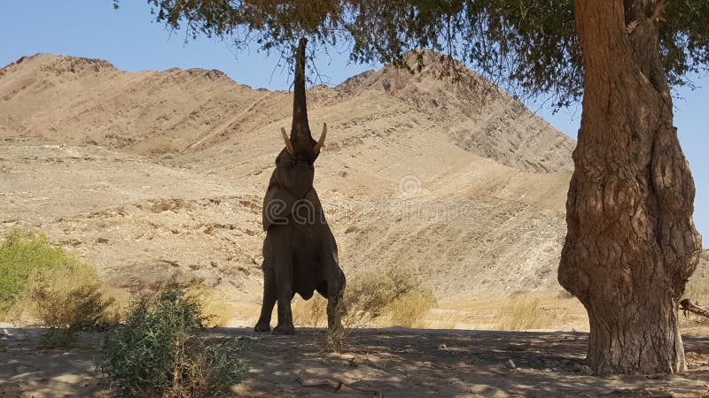 Elephant Reaching Up Towards Tree Stock Image - Image of bull, wild ...