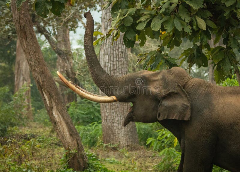 Elephant Reaching Up Towards Tree Stock Image - Image of bull, wild ...