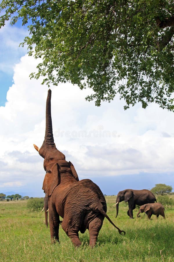 Elephant Reaching Up Towards Tree Stock Image - Image of bull, wild ...