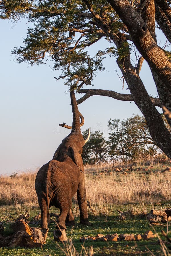 Elephant reaching stock image. Image of elephant, tough - 50134287
