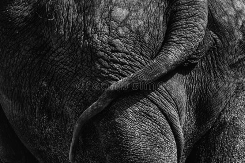 Elephant rear end close-up stock photo. Image of black - 100583450