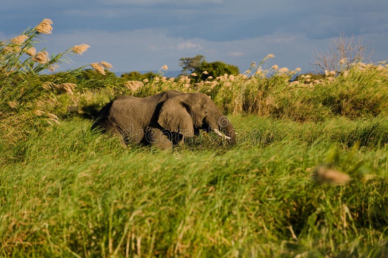 Elephant in the reed stock photo. Image of animal, blue - 15370296