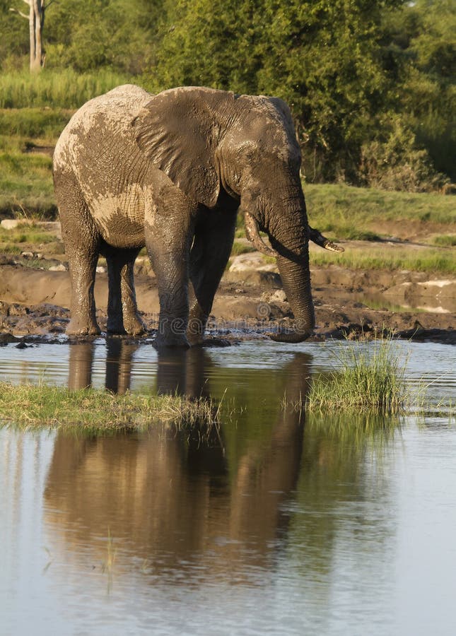 Elephant reflection stock photo. Image of predator, nature - 18668574