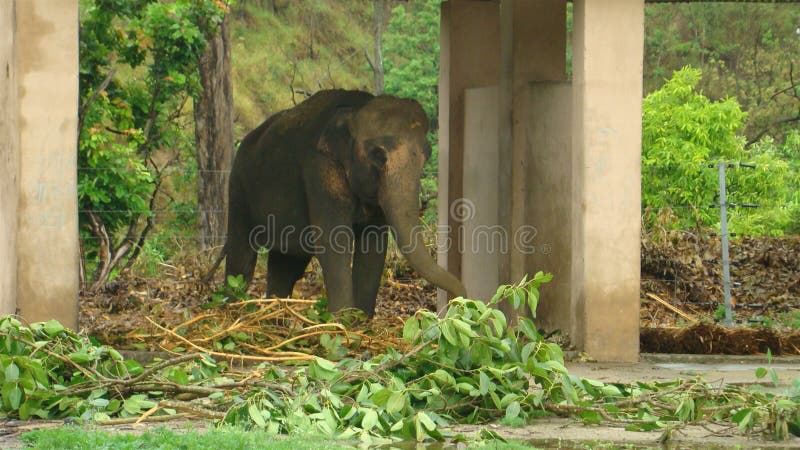 120 Elephant Shed Stock Photos - Free & Royalty-Free Stock Photos from ...