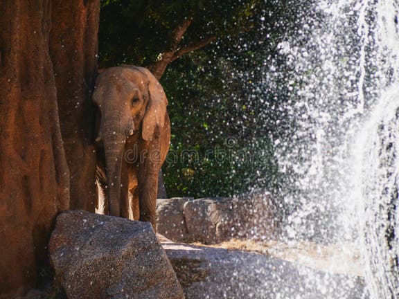 Young Elephant Leaning on the Tree Behind the Waterfall Stock Image ...