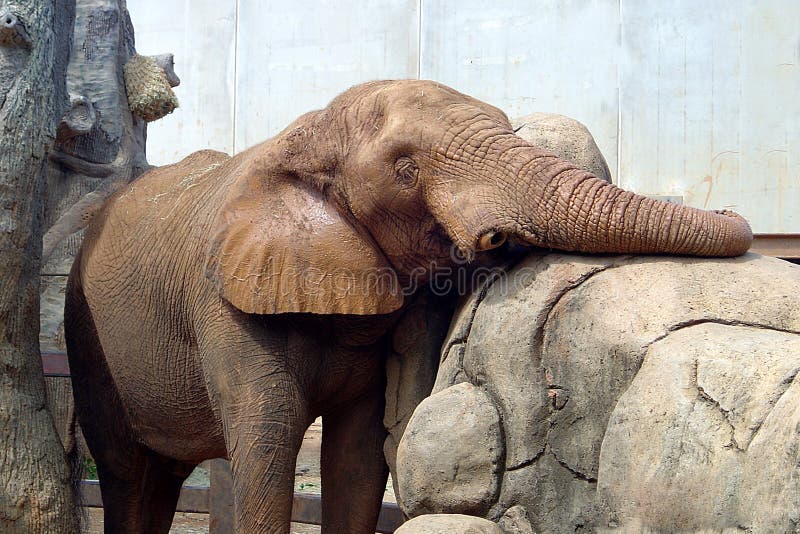 Elephant Resting Her Trunk on the Tusk Stock Image - Image of trunk ...