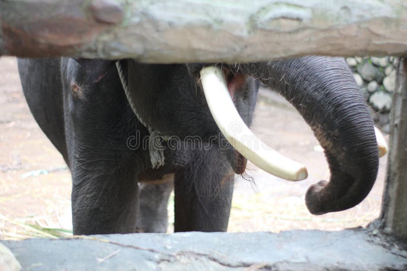 An Elephant is Resting in Its Cage at the Lombok Zoo, Indonesia Stock ...