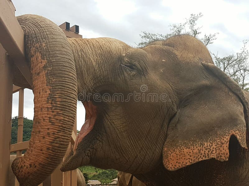 Elephant resting trunk stock image. Image of female - 102929255