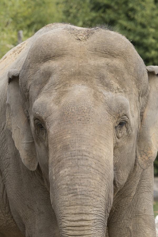 Elephant resting in a zoo stock image. Image of colossal - 144266431