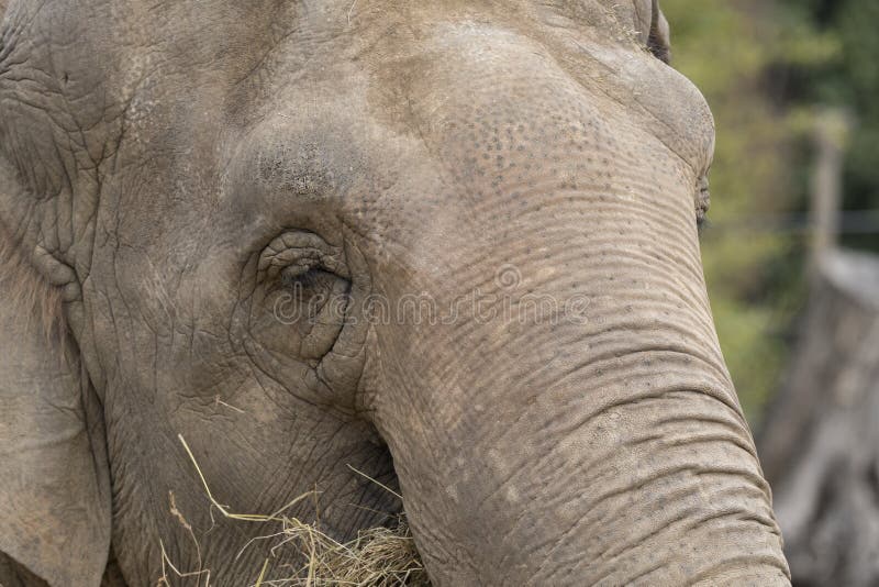 Elephant resting in a zoo stock photo. Image of asian - 144267428