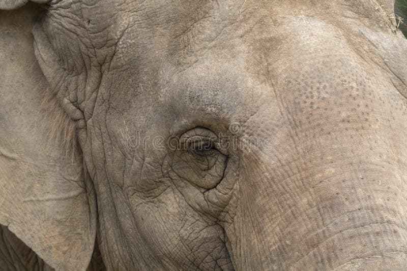 Elephant resting in a zoo stock photo. Image of wrinkles - 144266278