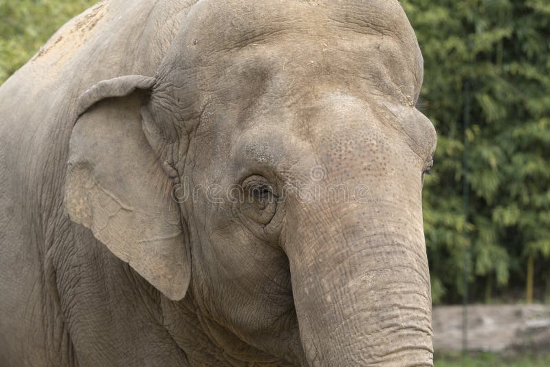 Elephant resting in a zoo stock photo. Image of asian - 144266310