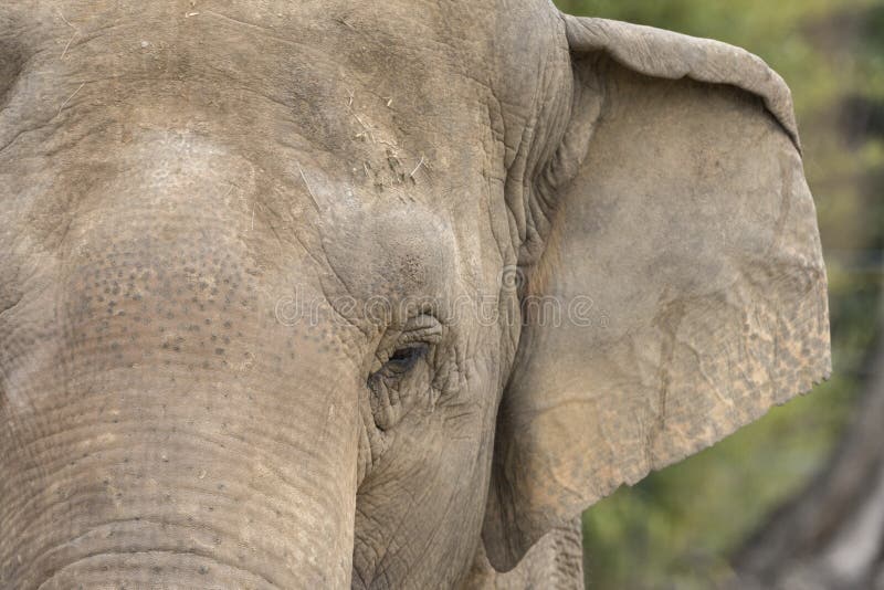Elephant resting in a zoo stock photo. Image of mammal - 144266922