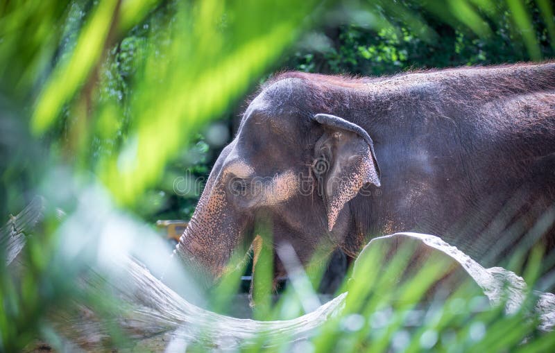 Elephant Hiding Behind Tree Stock Photo - Image of trunk, african: 16932208