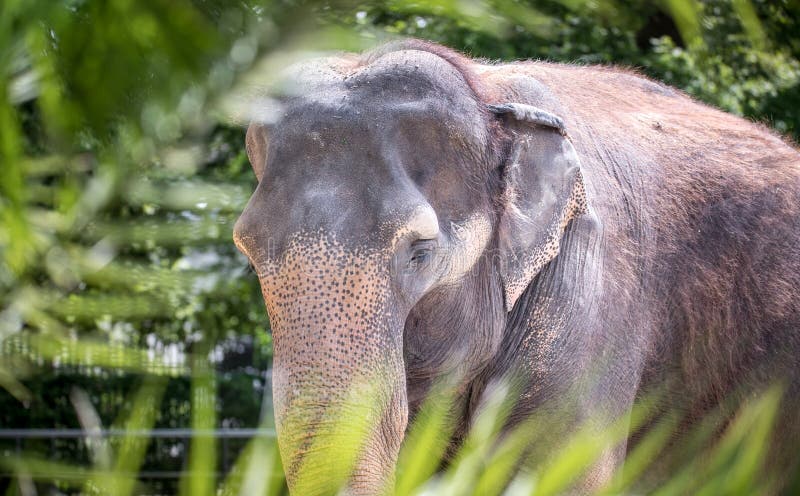 Elephant Hiding Behind Tree Stock Photos - Free & Royalty-Free Stock ...