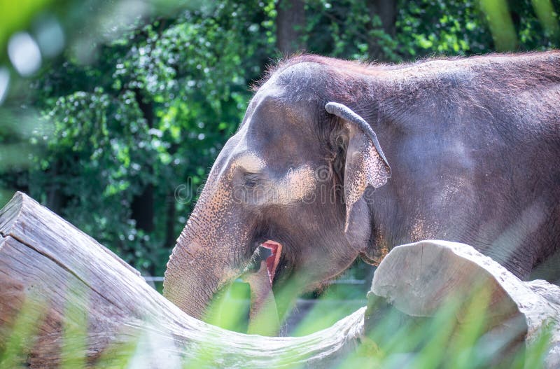 Elephant Hiding Behind Tree Stock Photos - Free & Royalty-Free Stock ...