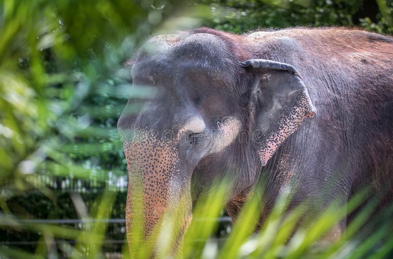 Elephant Hiding Behind Tree Stock Photos - Free & Royalty-Free Stock ...