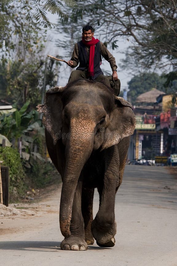 Elephant ride editorial photo. Image of national, safari - 8370606