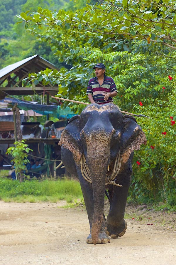 Elephant ride in Thailand editorial photography. Image of ride - 84917417