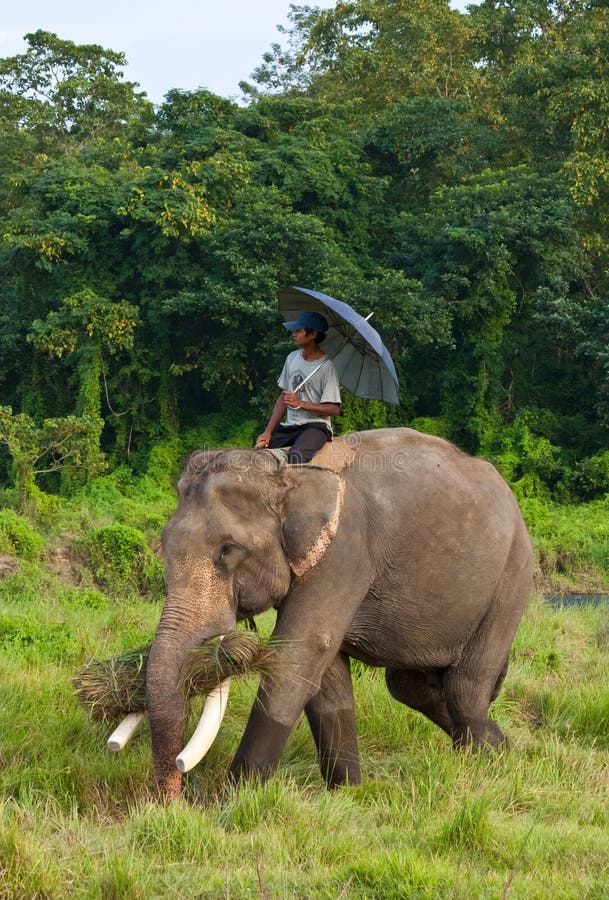Elephant with Rider editorial photo. Image of elephant - 20641761