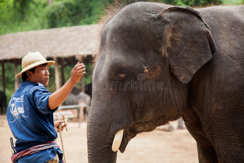 Elephant Rider Path Stock Photos - Free & Royalty-Free Stock Photos ...