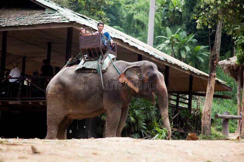 Elephant and rider editorial photo. Image of nature, wild - 27701686