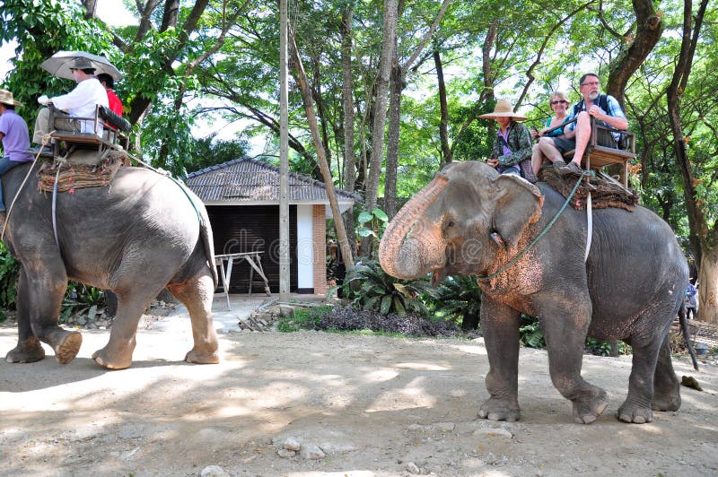 Elephant riding editorial image. Image of tour, back - 21958250