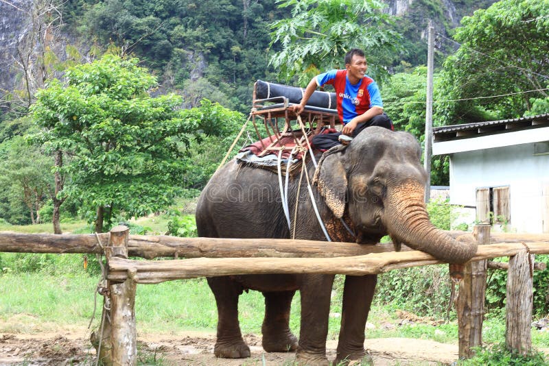 Elephant Riding in Krabi Thailand Editorial Stock Image - Image of ...