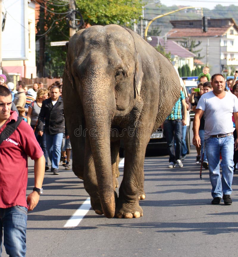 Elephant on the road editorial photography. Image of animal - 27055162