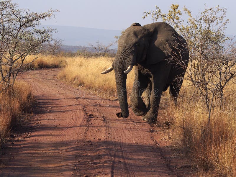 ELEPHANT_ROAD redactionele stock afbeelding. Image of safari - 60896784