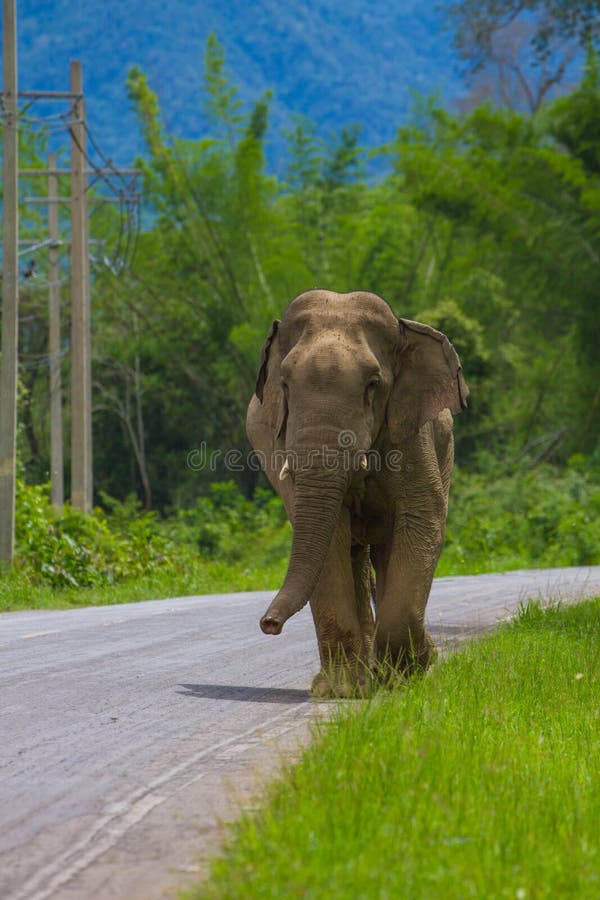 Elephant on road stock photo. Image of africa, acacia - 2031710