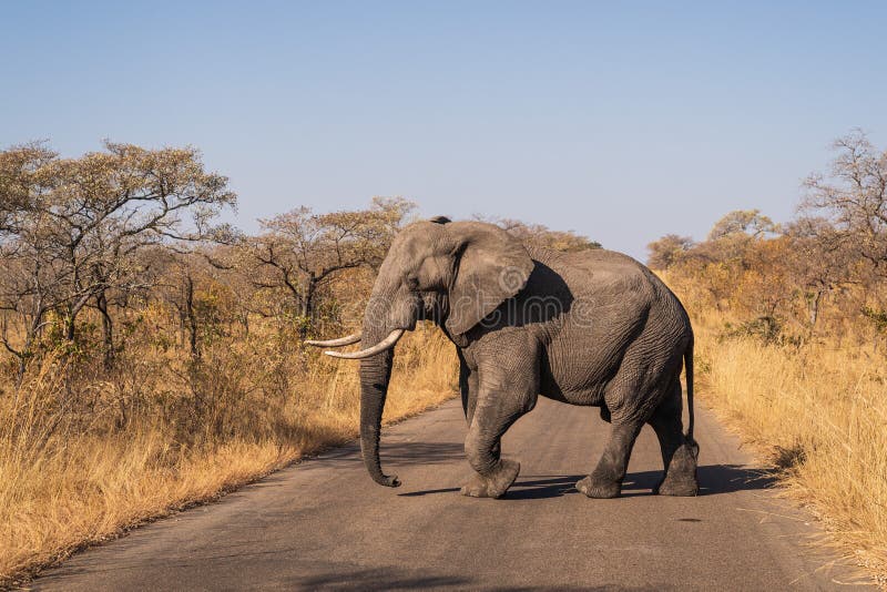 Elephant on the Road on Safari Stock Photo - Image of safari, narrow ...