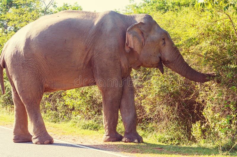 Elephant on road stock photo. Image of nature, crossing - 271999286