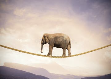 Elephant on a rope stock photo. Image of imagination - 33953086
