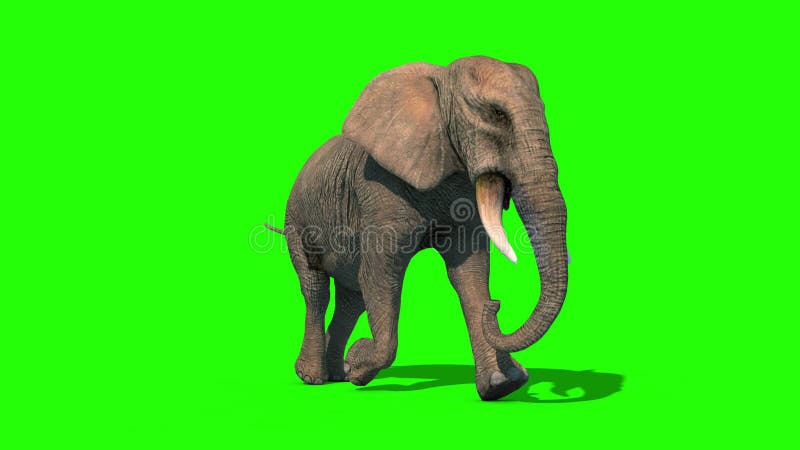Elephant Runcycle Short Tusks Loop Front Green Screen 3D Rendering ...
