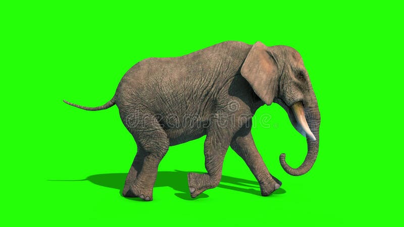 Elephant Runcycle Short Tusks Loop Side Green Screen 3D Rendering ...