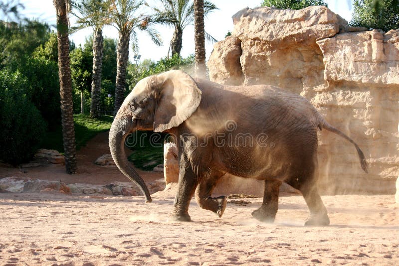 Elephant running stock photo. Image of safari, running - 12280408
