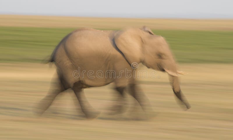 Elephant running stock image. Image of reserve, elephant - 129335273