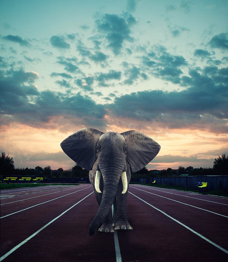 An Elephant on the Running Track Stock Photo - Image of wild ...