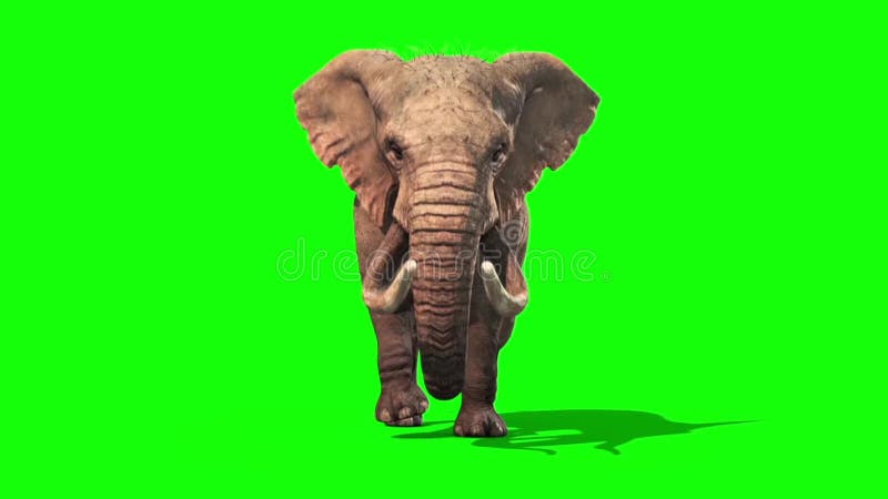 Elephant Runs Static Front Green Screen 3D Rendering Animation Stock ...
