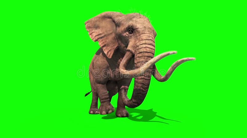 Elephant Runs Static Perspective Green Screen 3D Rendering Animation ...