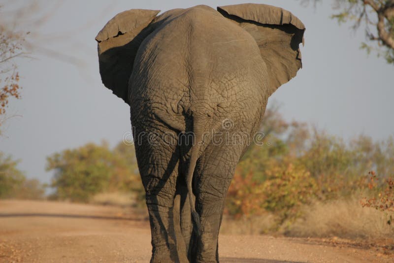 Elephant s back stock image. Image of park, wildlife - 10182871