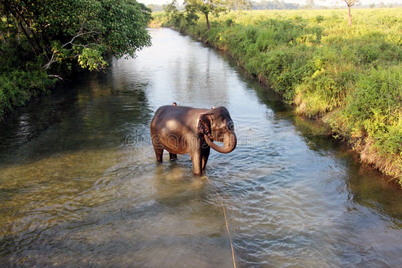 Two Domestic Elephant in Jungle Safari at Gorumara National Park ...