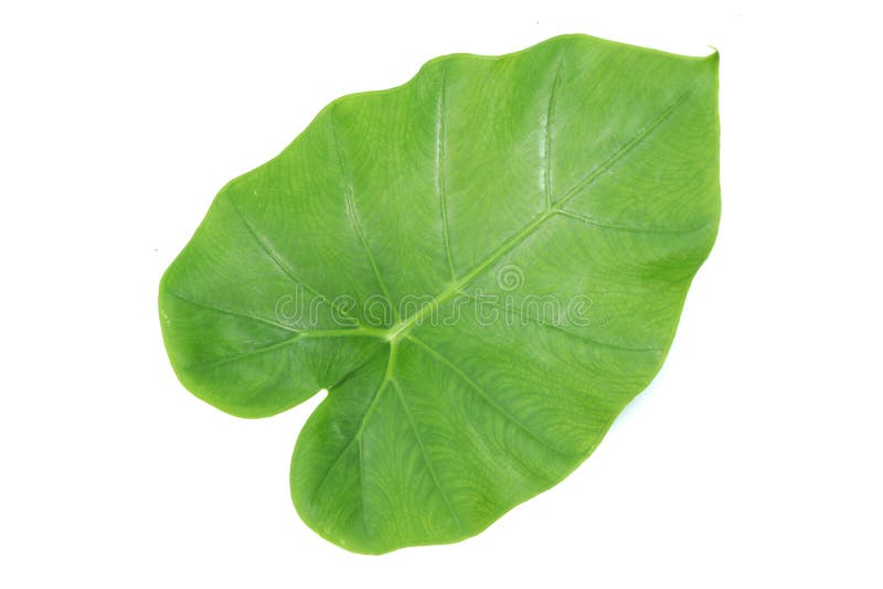 Elephant S Ear Leaf Isolated Stock Image - Image of produce, deciduous ...
