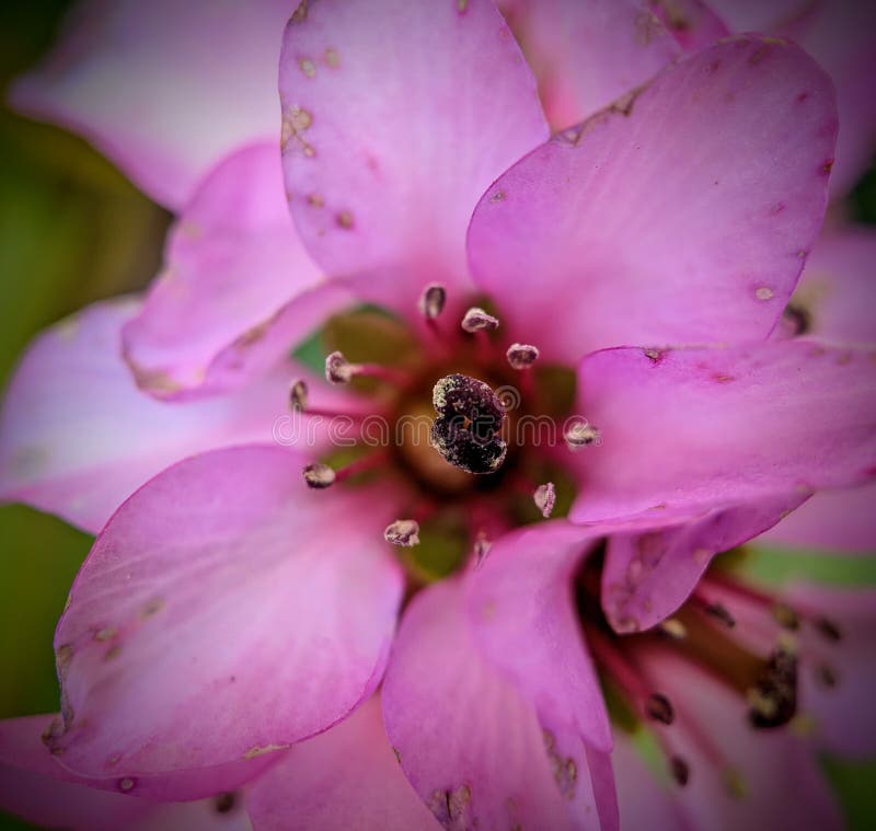 Elephant s ears flower stock photo. Image of detail - 209502874