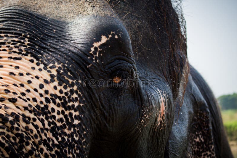 Frontal Shot Elephant Face Stock Photos - Free & Royalty-Free Stock ...