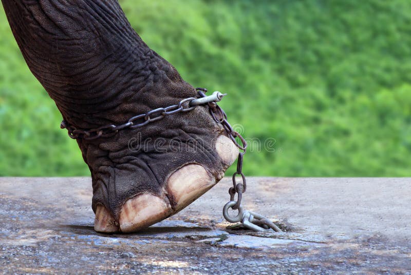 Two elephants in a chain stock photo. Image of following - 17582548