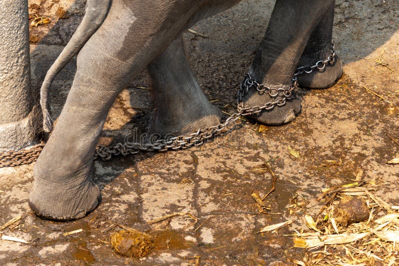 The Elephant S Legs are Chained in a Large Chain Stock Photo - Image of ...